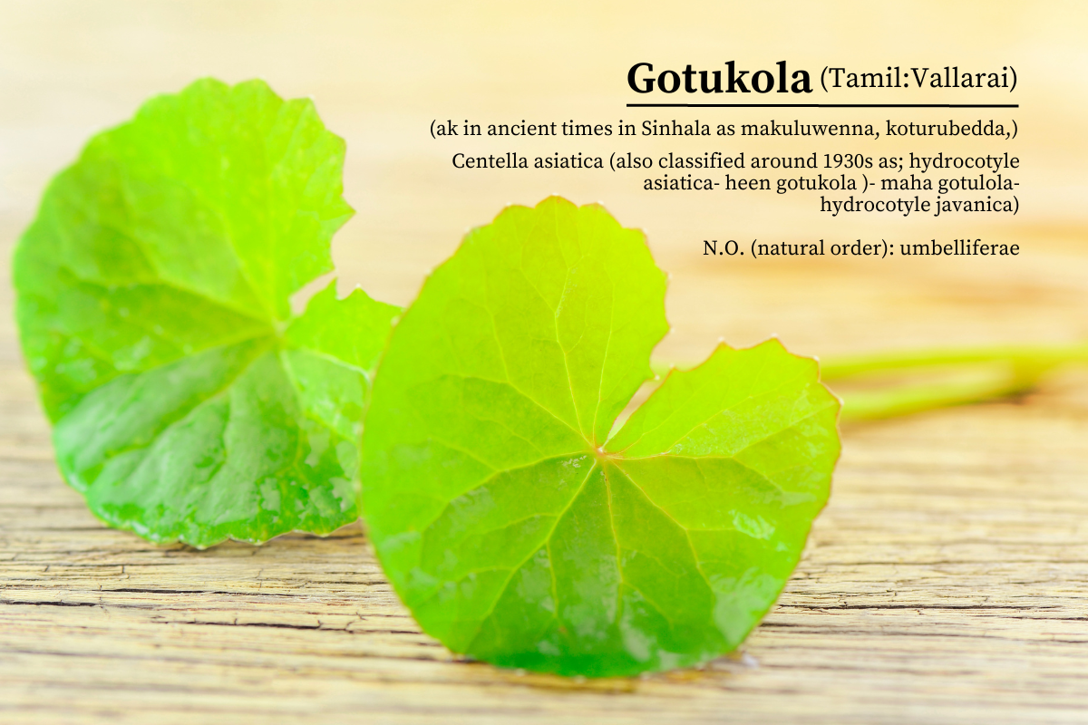 Unlocking the Health Benefits of Gotukola: The Powerful Herb You Need ...